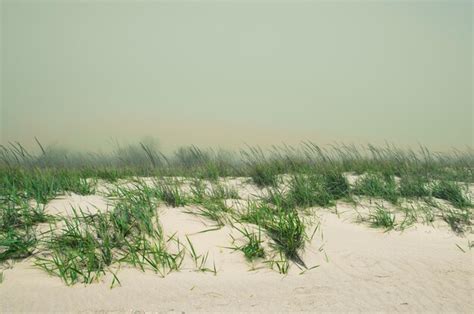 Premium Photo Grass Growing On Sand At Beach Against Clear Sky
