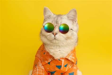 Cat Memes Catastic