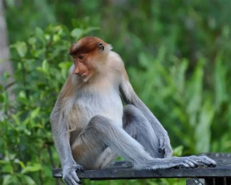 Proboscis Monkey Mammals Wiki Fandom