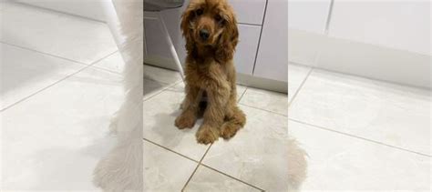 Кокер спаниель купить в Оренбурге Животные и зоотовары Авито