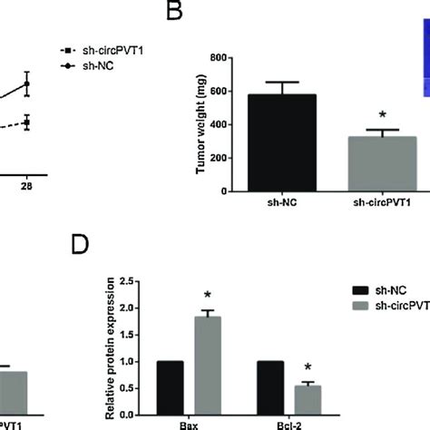 Knockdown Of Circpvt1 Inhibits Nsclc Tumor Growth A Tumor Volume Was