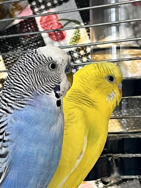 Can You Help Me To Identify The Sex Of My Two Adorable Budgies I Was Told That Both Of Them Are