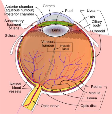 Iris Anatomy Wikipedia