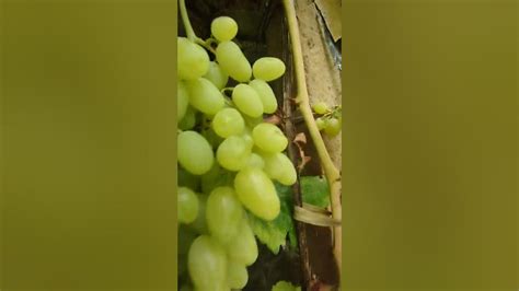 ჩვენი ხეივნის სასუფრე ყურძენი Youtube