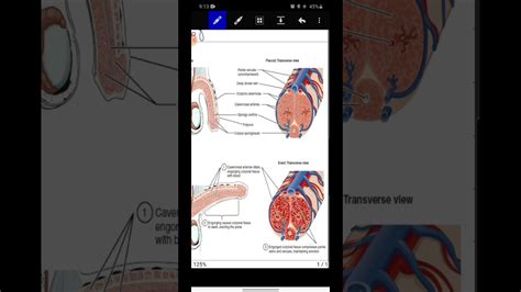 Internal Structure Of Penis Youtube