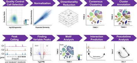 What Is Single Cell Atac Sequencing Singleron