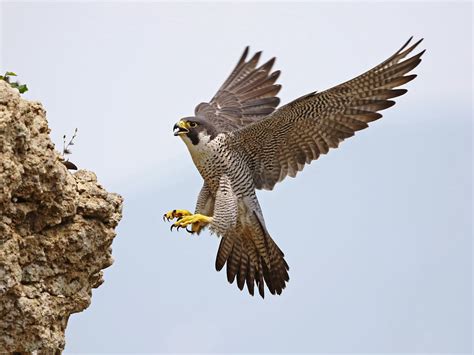 매 구경하러 오세요 텀블벅 크리에이터를 위한 크라우드펀딩