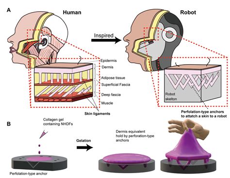Robots With Living Skin