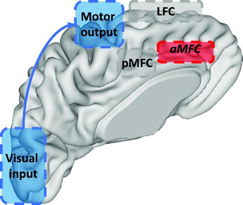 Suggestion Of Neural Origins Of Three Model Units The Processing Unit Download Scientific