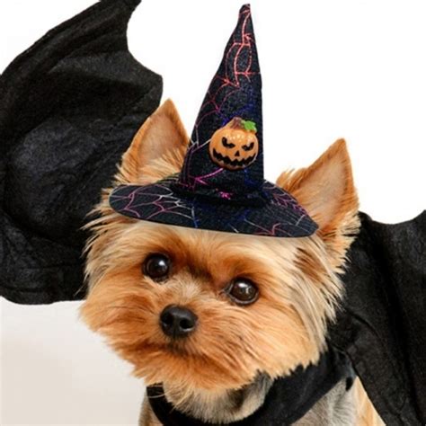 예보들 강아지 할로윈 코스튬 날개 망토 모자 옷 페오펫몰