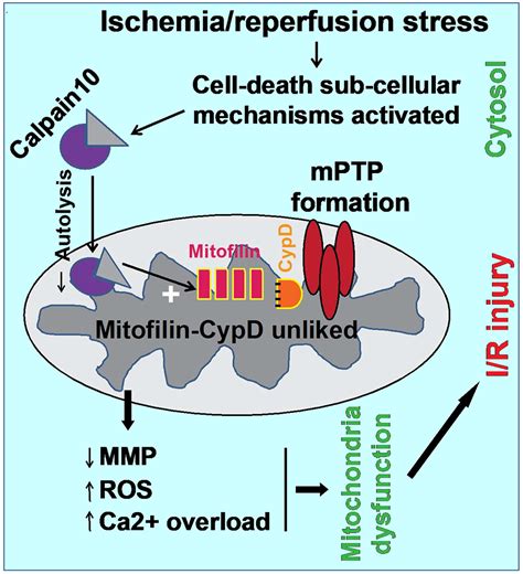 Cardiac Ischemia Reperfusion Stress Reduces Inner Mitochondrial Membrane Protein Mitofilin