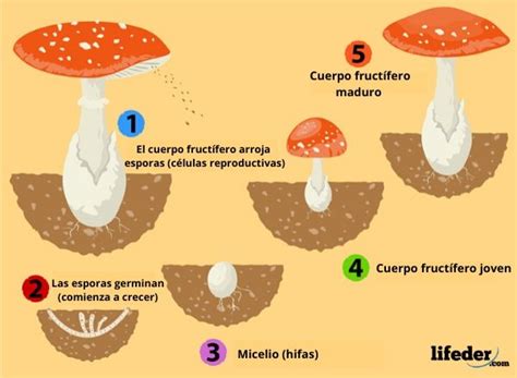 Reproducción De Los Hongos Sexual Asexual Y Parasexual