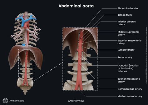 Aorta Anatomyapp