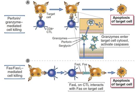 Immunology Lecture 2 Pt 2 Second Exam Flashcards Quizlet