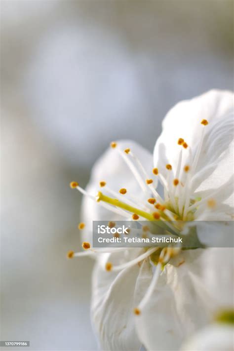 봄 꽃을 디포커스 자연 배경에 나무에 흰색 벚꽃 꽃의 아름다운 매크로 공원에서 봄 시즌 동안 흐릿한 꽃 이른 봄 컨셉 봄 포커스가 부족합니다 빗나간 포커스에 대한 스톡 사진