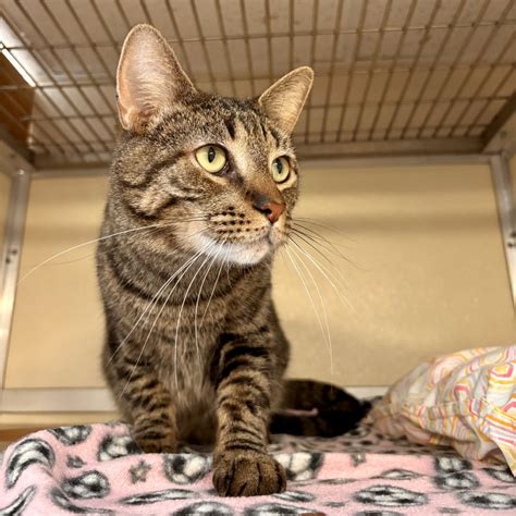 Meet Simon A Domestic Shorthair Cat Available For Adoption Lost Our Home