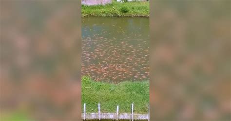 Pria Bantul Manfaatkan Lahan Bekas Galian Batu Bata Untuk Ternak Nila