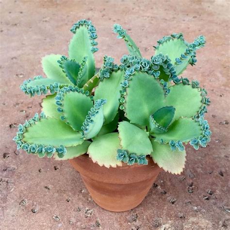 Mexican Hat Plant Make My Garden