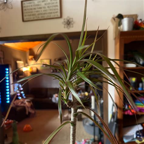 Propagating Your Madagascar Dragon Tree Step By Step Guide