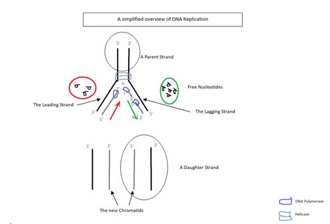 The Diagram Below Shows A Simplified Overview Of Dna Replica Quizlet