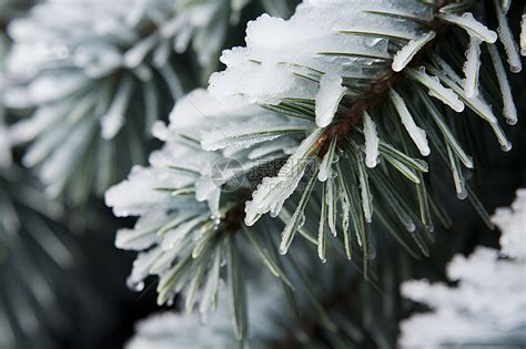 冰雪覆盖的树木高清图片下载 正版图片600928543 摄图网