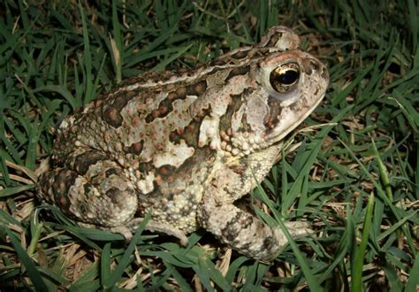 Fowlers Toad Facts And Pictures