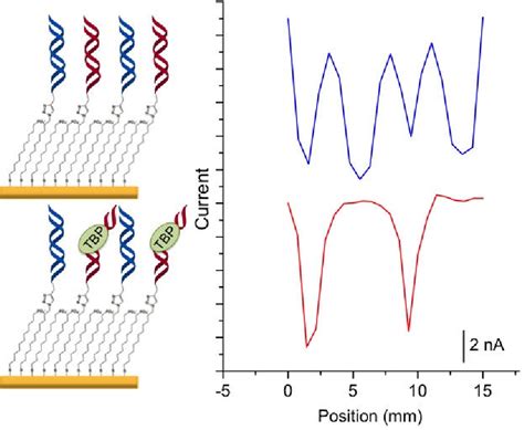 Figure From Electrochemical Patterning And Detection Of DNA Arrays On A Two Electrode Platform