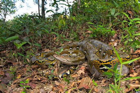 python swallows woman whole in indonesia bukedde online amawulire