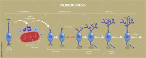 3d Isometric Flat Vector Illustration Of Neurogenesis Neuron