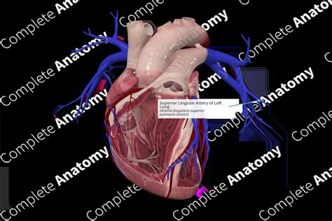 Superior Lingular Artery Of Left Lung Complete Anatomy