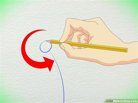 3 Ways To Draw A Lily WikiHow
