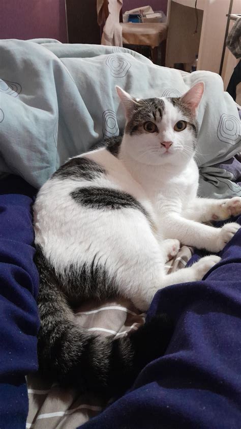 Most Introverted Cat Ive Ever Met Yet Im Somhow His Favorite Person 🥹 Rcats