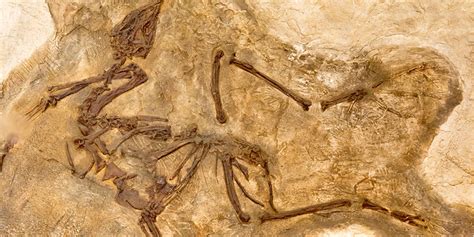 Using Ai And Openvino™ To Dig Up Dinosaur Bones By Openvino™ Toolkit