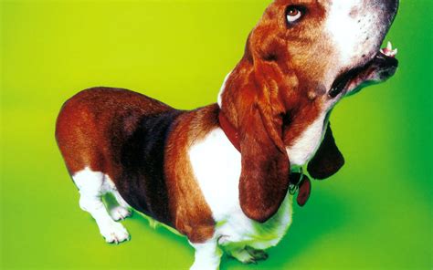 Funny Basset Hound On A Green Background Desktop Wallpapers 1440x900