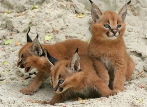 Big Cats Caught Being Adorable Barnorama