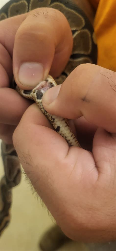 Help Sexing My Ball Python Ball Pythons MorphMarket Reptile Community