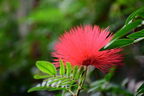 Home Mommys Lil Trees