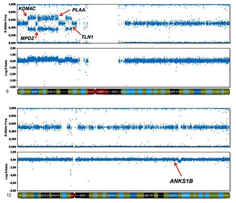 SNP Array Data Of Chromosomes 9 And 12 Of The Proband Who Inherited A Download Scientific