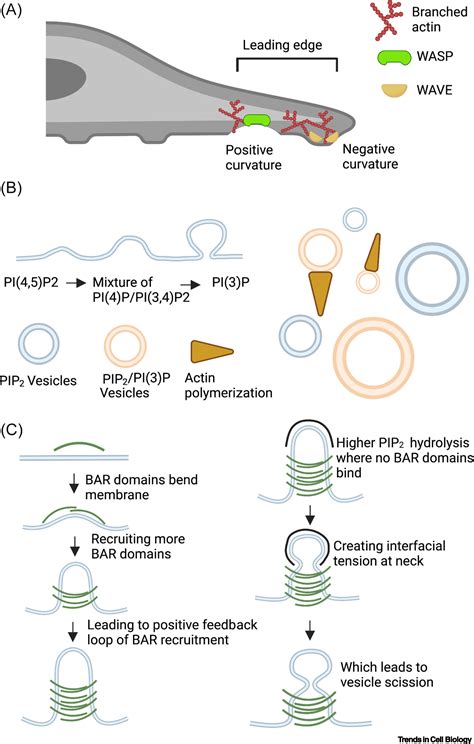 Membrane Curvature As A Signal To Ensure Robustness Of Diverse Cellular
