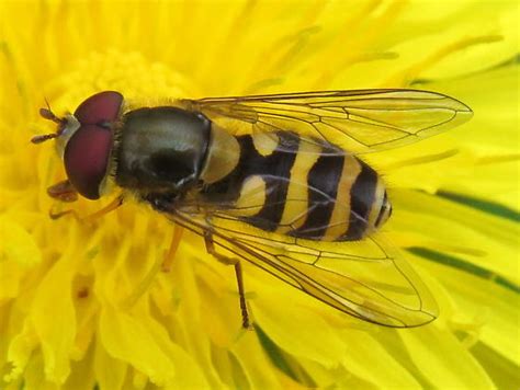 Epistrophe Bugguidenet Epistrophe Bugguidenet