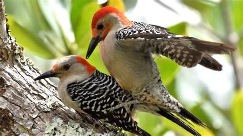 How Long Does Woodpecker Mating Season Last Duration Behavior And More