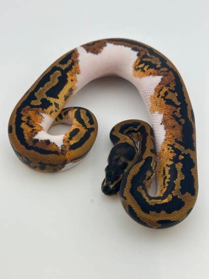 Piebald Yellow Belly Het Desert Ghost Ball Python By Legacy Breeders