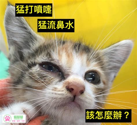 面對狂打噴嚏與流鼻水的貓咪該如何是好？ 貓腳腳