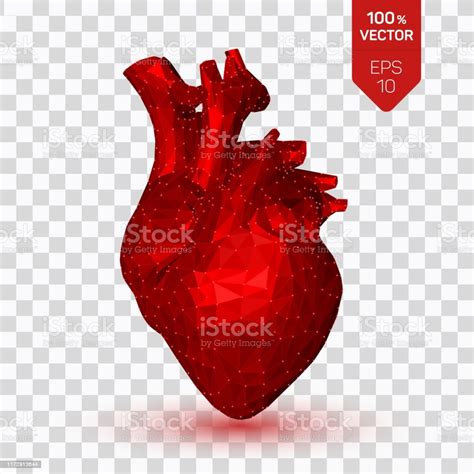 심장 낮은 폴리 인간의 마음 추상 해부학 기관 의학 개념 3d 고립 된 다각형 벡터 그림 건강관리와 의술에 대한 스톡 벡터 아트 및 기타 이미지 Istock