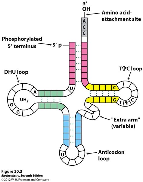 Structure Of Trna With A Labelled Diagram Trna Structure Dia