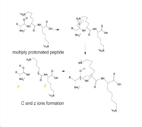 Ecd Fragmentation Scheme For Production Of Cand Z Type Ions After Download Scientific Diagram