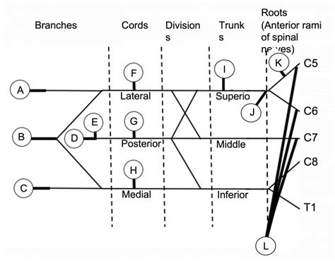 Brachio Plexus Quiz