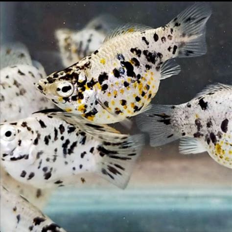 Jual Koleksi Ikan Hias Molly Marble Molly Balon Shopee Indonesia