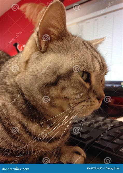 Cat And Excel Stock Photo Image Of Thingking Office 42781450