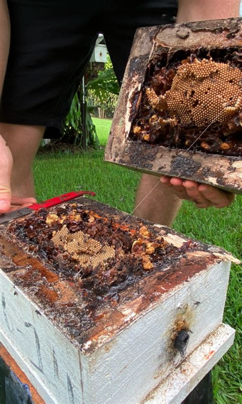 Hive Maintenance And Splitting No Stings Attached